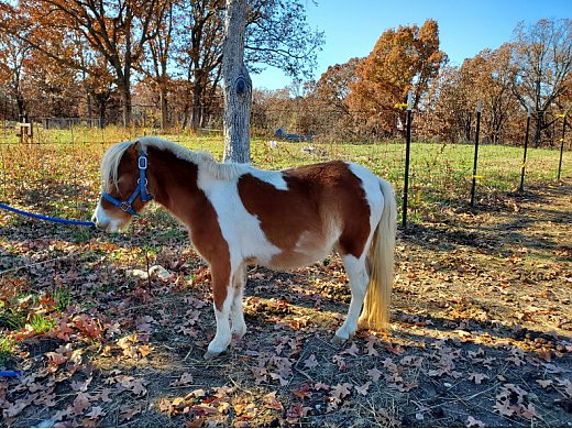 Shania the Mini Mare