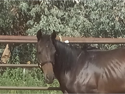 NM Bred Yearling Colt