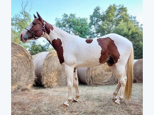 3 yr old Paint Gelding