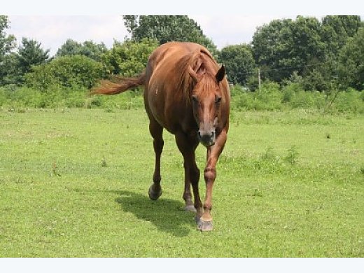 all Around, Family Trail Horse! 4h Potential! Make Offer!