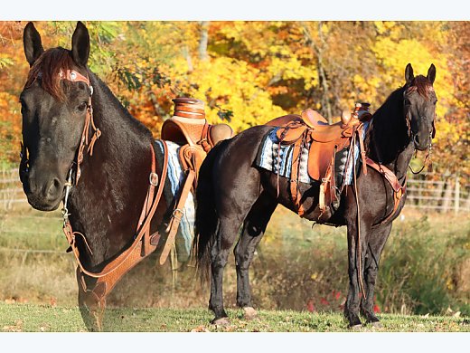 Black Morgan Gelding