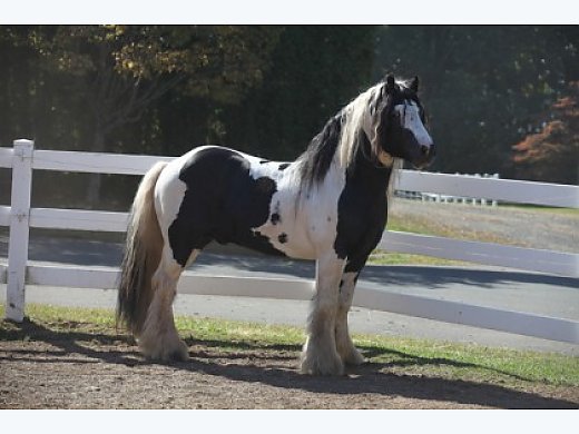 Gypsy Stallion At Stud