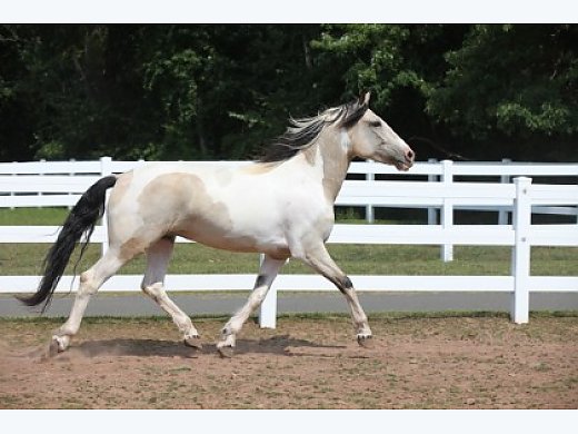 Gypsy X Lusitano Filly for Sale