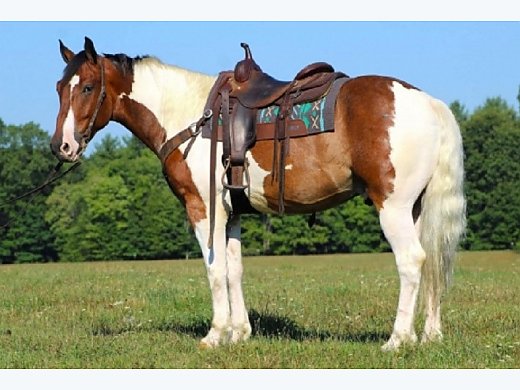 Safe Trail Spotted Paint Draft X