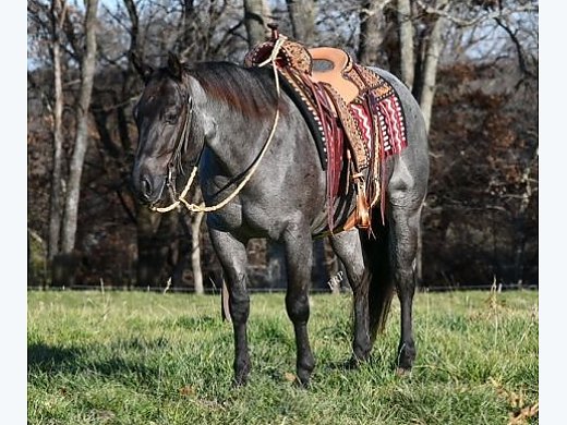 Blue Roan