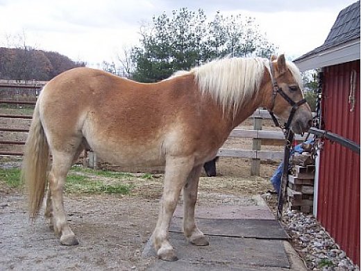 Haflinger, Cart and Harness Package