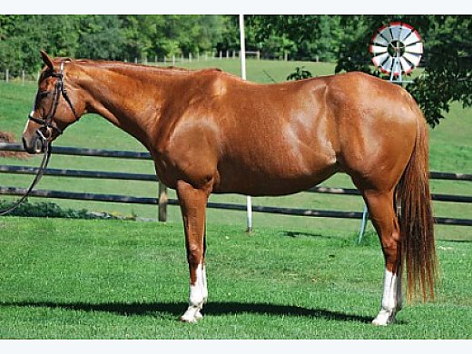 Fancy Show Hunter Mare With Chrome