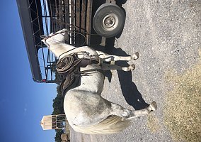 Grey Ranch Gelding