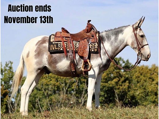 Trails, Ranch, Roping