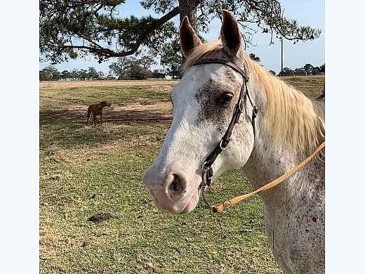 APHA Gelding