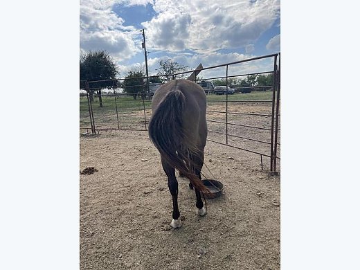 AQHA Registered Mare