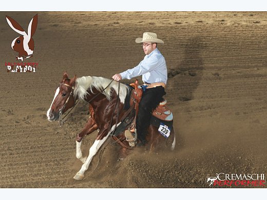 Reining Paint Stud