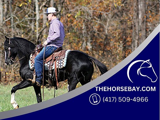 Gaited Trail Show Gelding