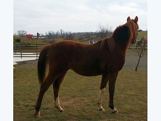 Pure Polish Yearling Colt