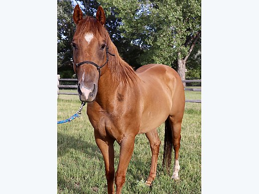 AQHA Sorrel Gelding
