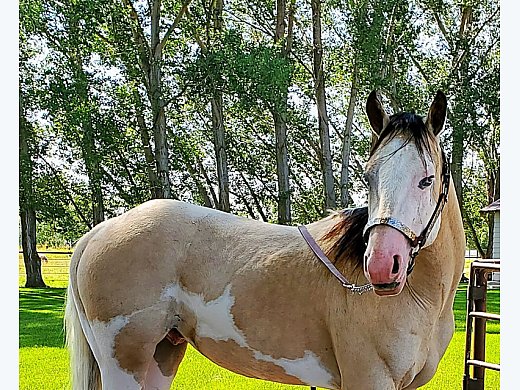 Skippen N Champagne "fig"