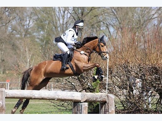 GER-TOP Tournament Pony