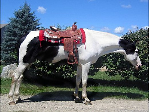 Registered APHA Black and White Flashy!
