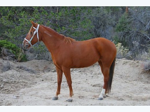 Beautiful, Trained Mustang Mare