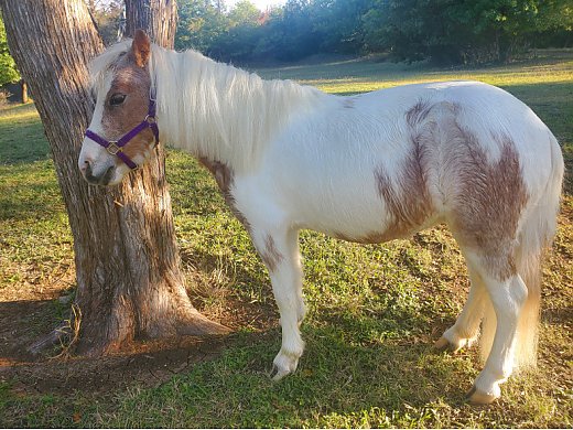 Mini Mare 4 yr old,