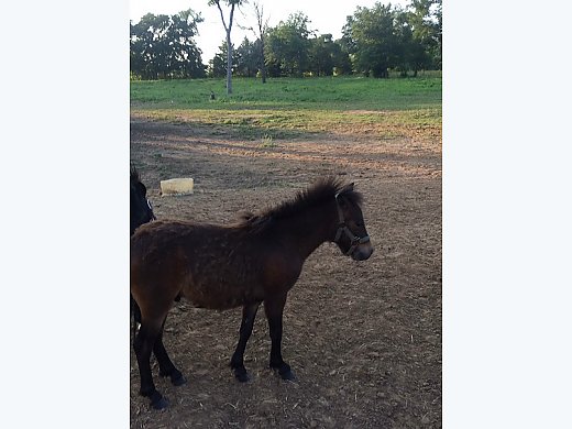 Miniature Gelding for Sale