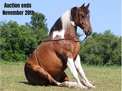 Draftcross Trick Horse