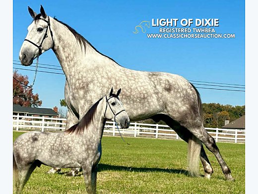 Grey TWH Field Tiral