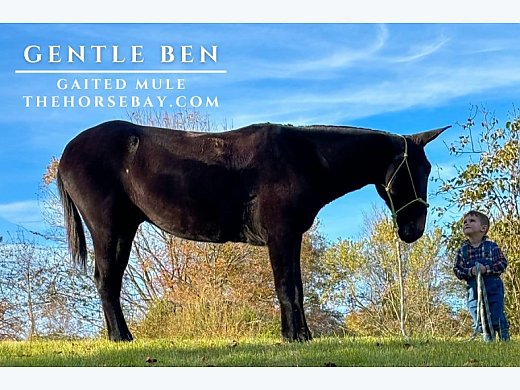 Black Gaited Mule