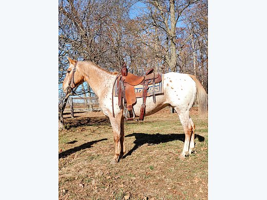 Beautiful Appaloosa Gelding