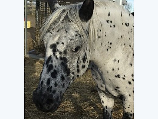 Lots Of Spots