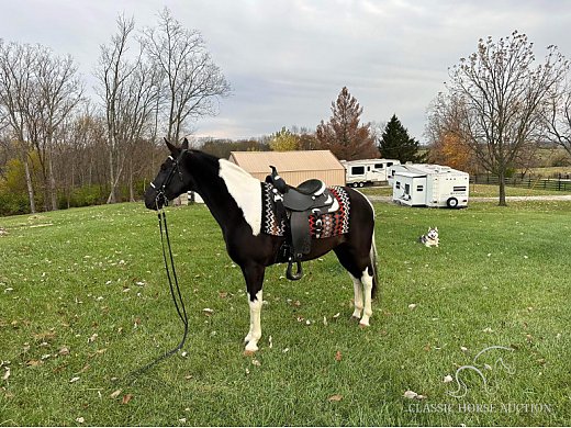 Registered BLK/ White TWH