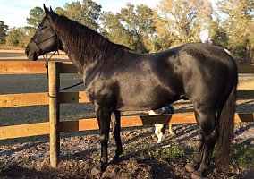 Standing At Stud, Blue Roan AQHA Stallion