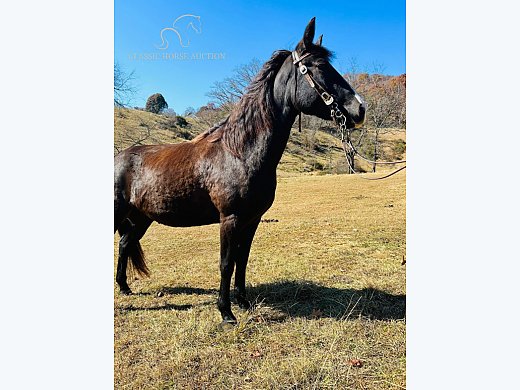 Registered Chocolate Rocky MTN