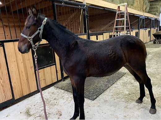 Bay Standardbred Colt