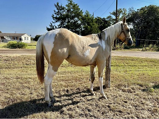 Buckskin Paint Filly