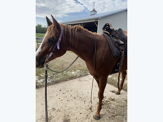 Gorgeous 2016 AQHA Mare