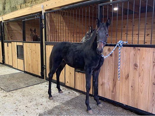 Standardbred Stud Colt