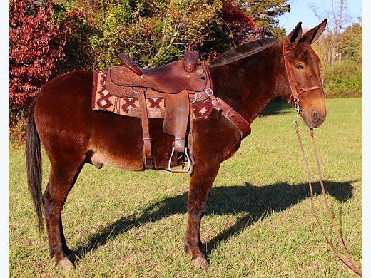 Kid Safe Trail Riding John Mule