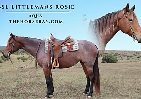 Bay Roan AQHA Mare