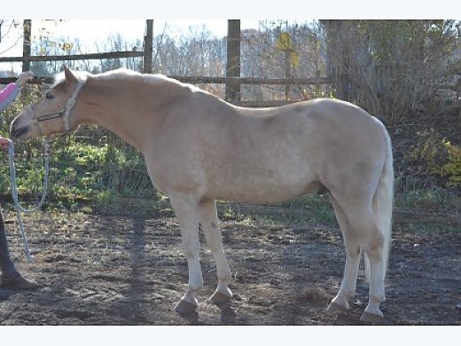 Kid-Safe Large Pony for Lease