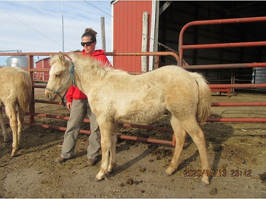 Sweet, Pretty Palomino Filly!