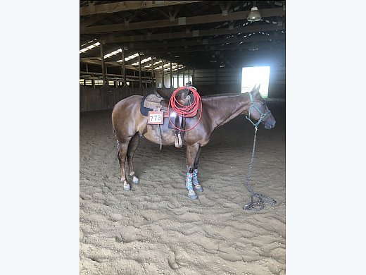 2009 Ranch Gelding