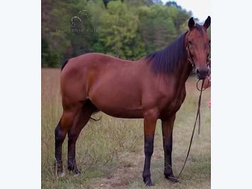 BAY Roan TWH Gelding