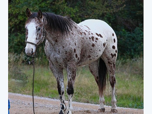 Flashy Family Gelding