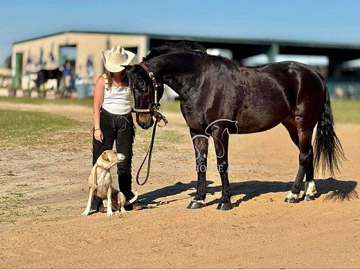 Friesian Morgan Cross