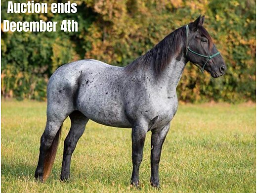 Blue Roan Draftcross