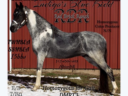 Indigo’s Blue Kidd