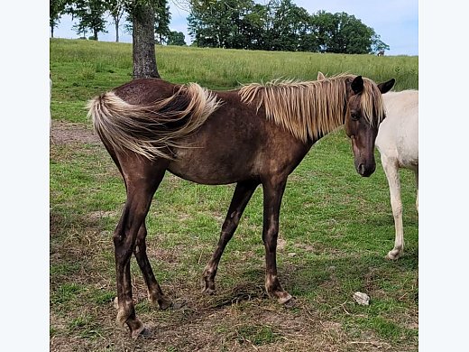 Pretty Little Silver TWH Filly