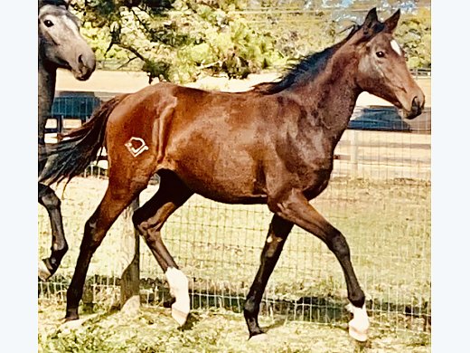 Thoroughbred Filly Purebred