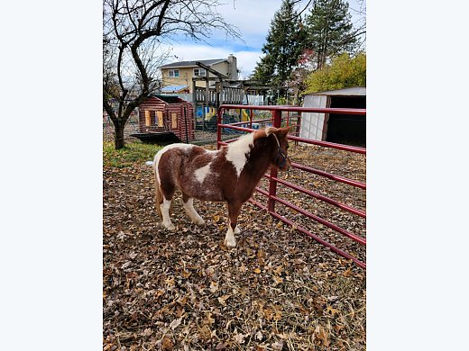 9HH Mini Horse